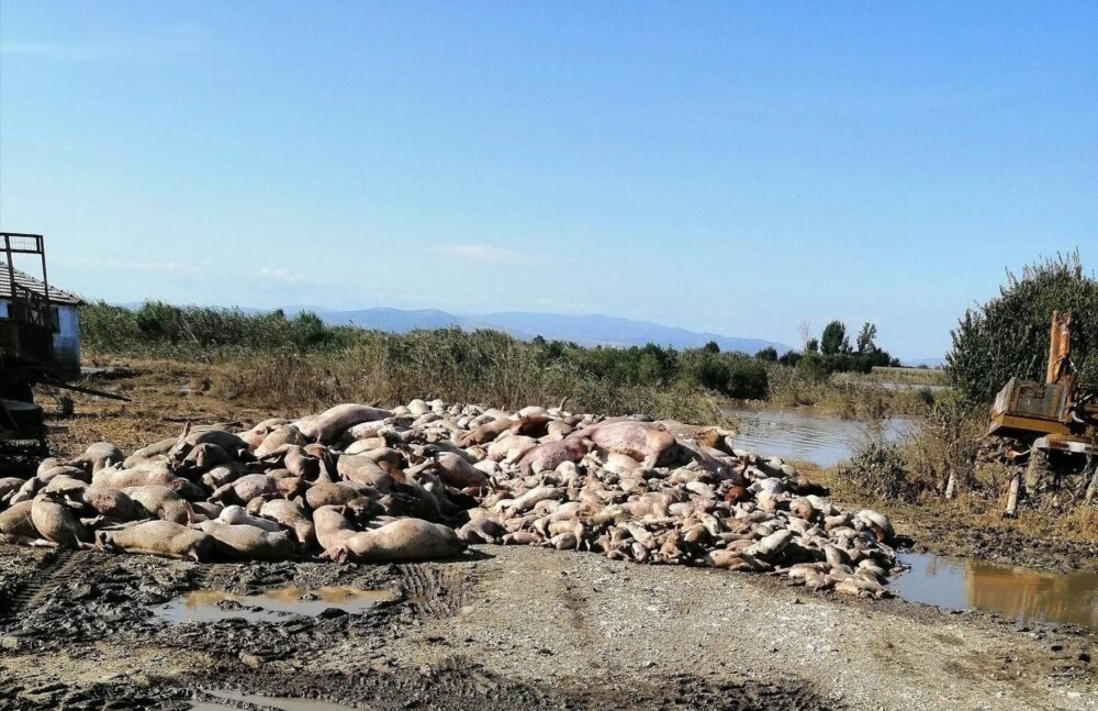 Υγειονομική βόμβα!!! Εστειλαν στον ΧΥΤΑ νεκρά ζώα από την Καρδίτσα!!!